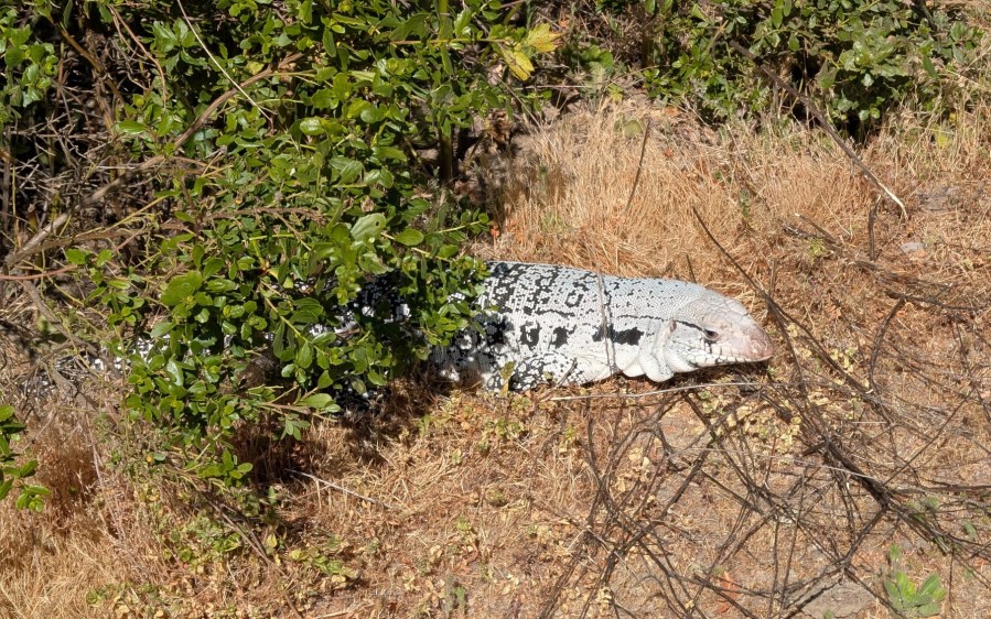 Giant Lizard Seen Wandering Santa Clara County Park - Car Insurance Quote