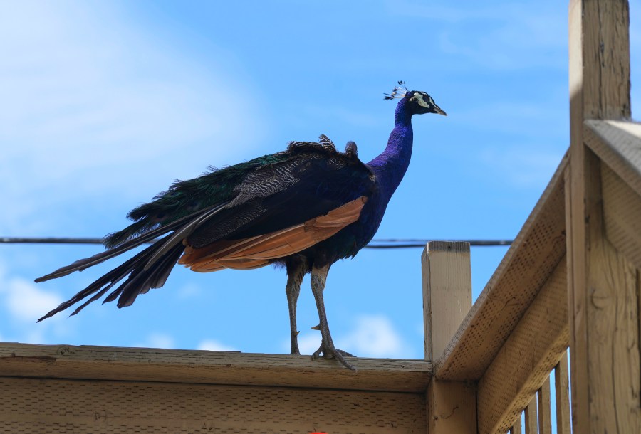 Dozens Of Beloved Peacocks Vanish From Historic California Hotel - Car ...